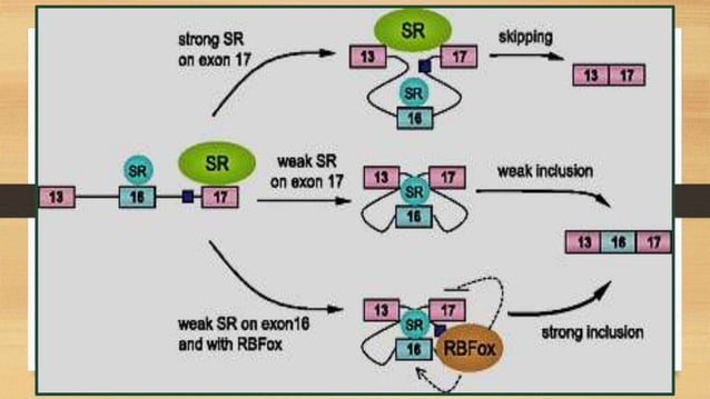 Alternative splicing : mechanism and regulation | PPT