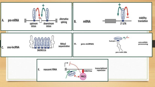 Alternative splicing : mechanism and regulation | PPTX
