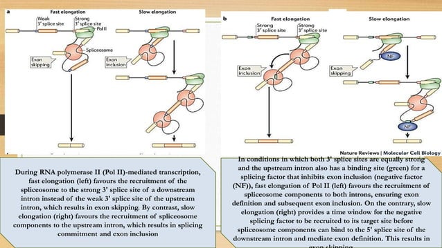 Alternative splicing : mechanism and regulation | PPTX