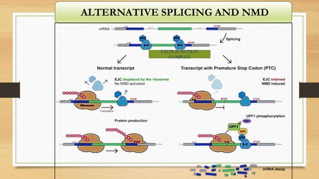 Alternative splicing : mechanism and regulation | PPTX