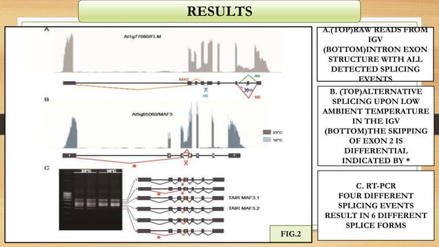 Alternative splicing : mechanism and regulation | PPTX