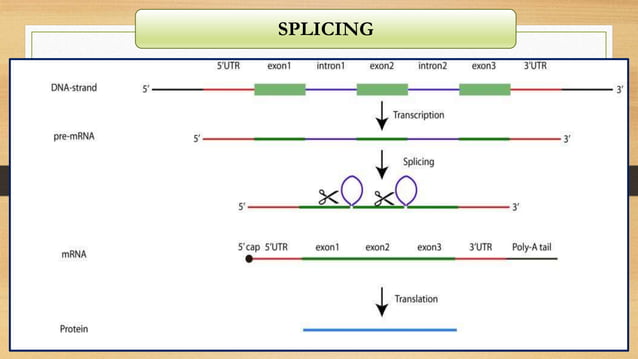 Alternative splicing : mechanism and regulation | PPTX
