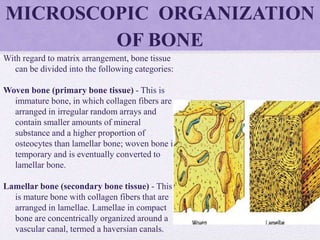 Trabeculae Of Woven Bone