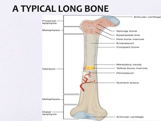 Anatomy Of Typical Long Bone