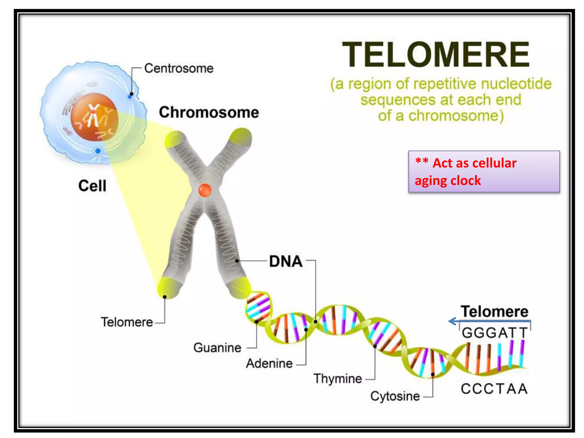 Telomere and telomerase | PPTX