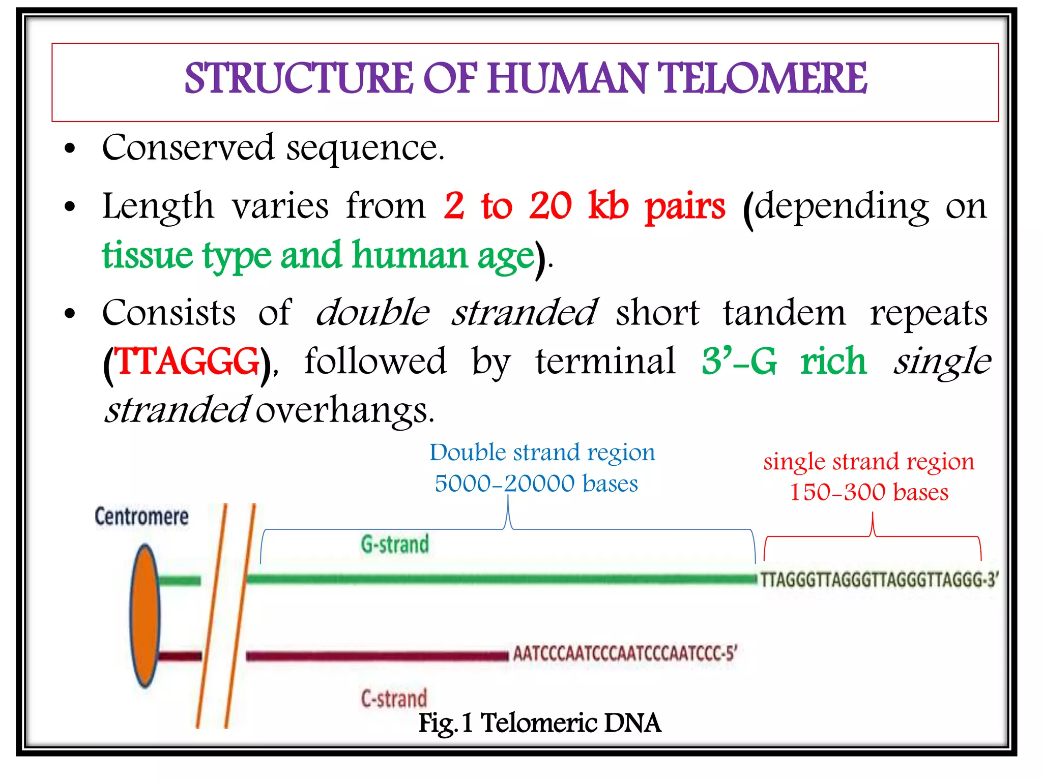 Telomere and telomerase | PPTX
