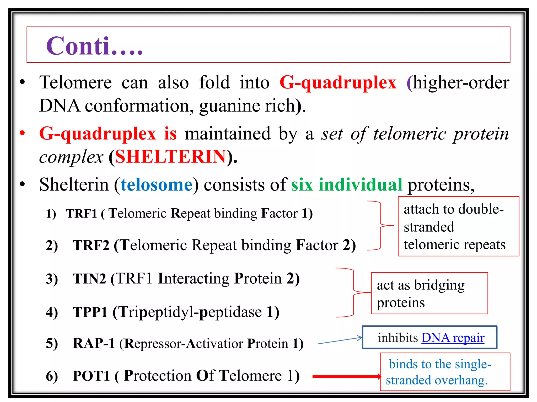 Telomere and telomerase | PPTX