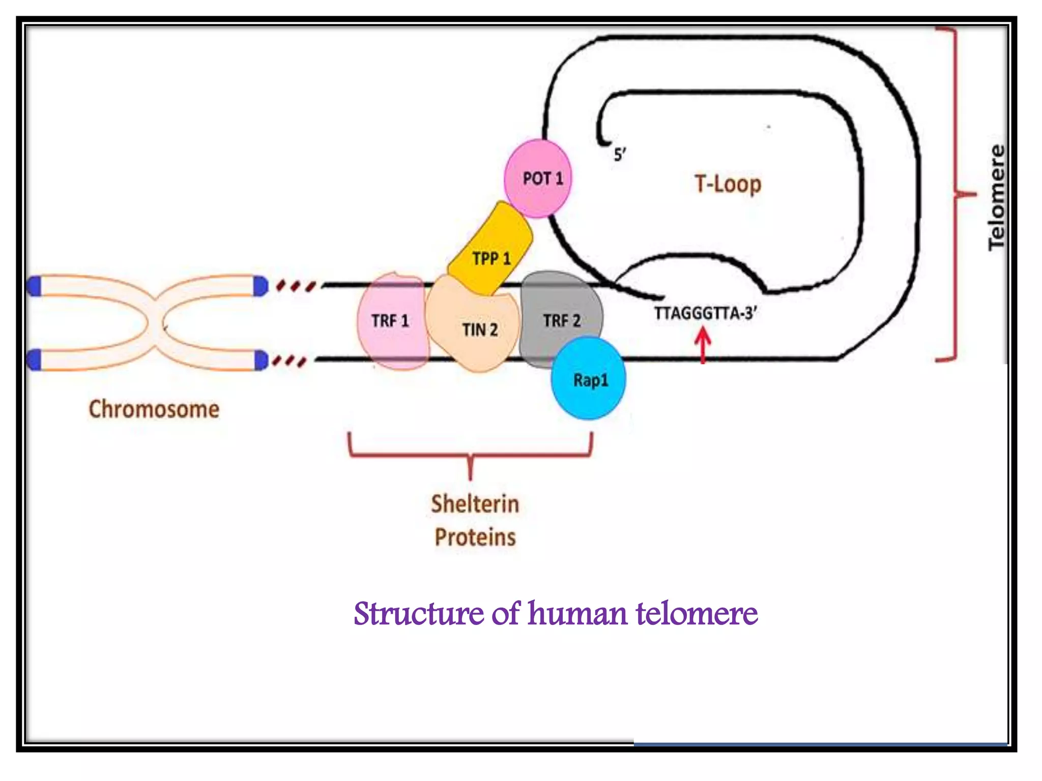 Telomere and telomerase | PPTX
