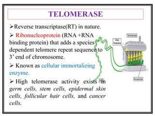 Telomere and telomerase | PPTX