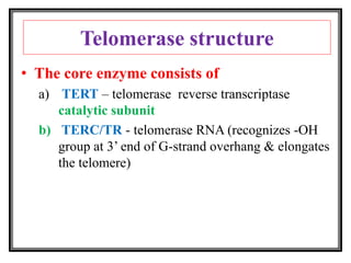 Telomere and telomerase | PPTX