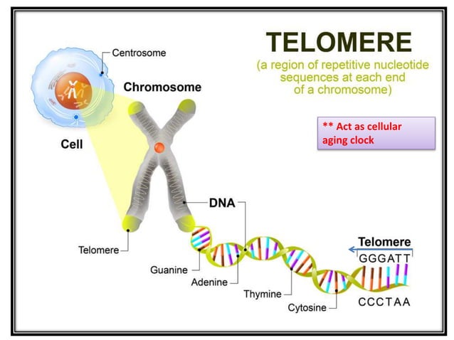 Telomere and telomerase | PPTX