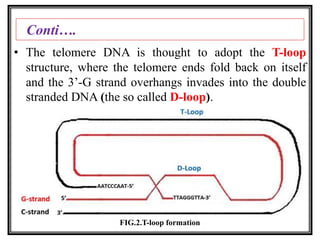 Telomere and telomerase | PPTX