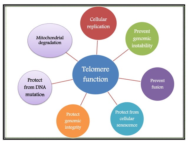 Telomere and telomerase | PPTX
