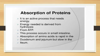 protein digestion and absorbtion | PPT