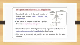 protein digestion and absorbtion | PPT
