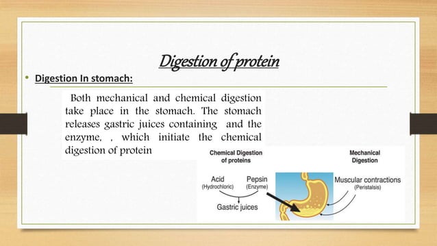 protein digestion and absorbtion | PPT