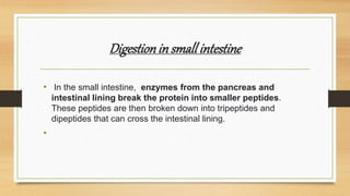protein digestion and absorbtion | PPTX