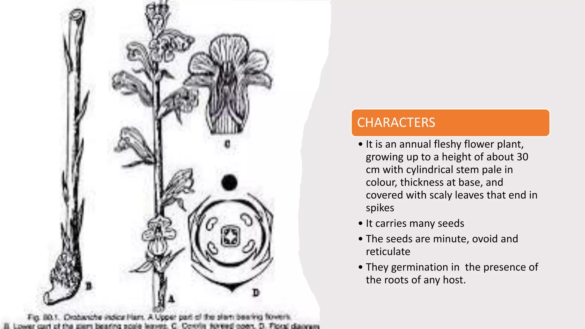 OROBANCHE in mustard | PPTX