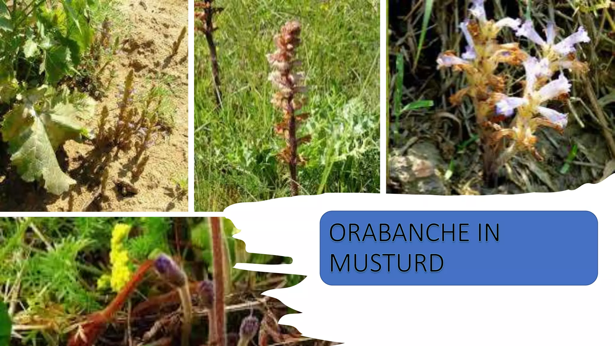 OROBANCHE in mustard | PPTX