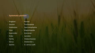 OROBANCHE in mustard | PPTX