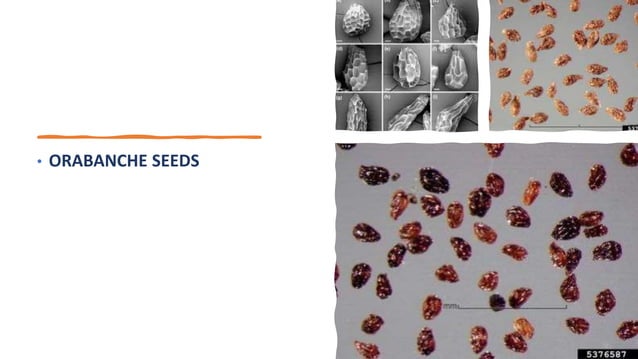 OROBANCHE in mustard | PPTX