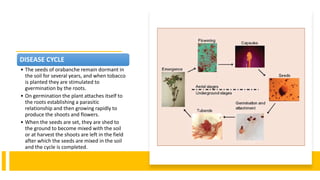 OROBANCHE in mustard | PPTX