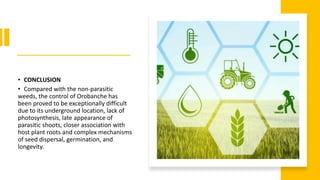 OROBANCHE in mustard | PPTX