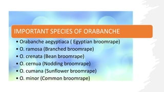 OROBANCHE in mustard | PPTX