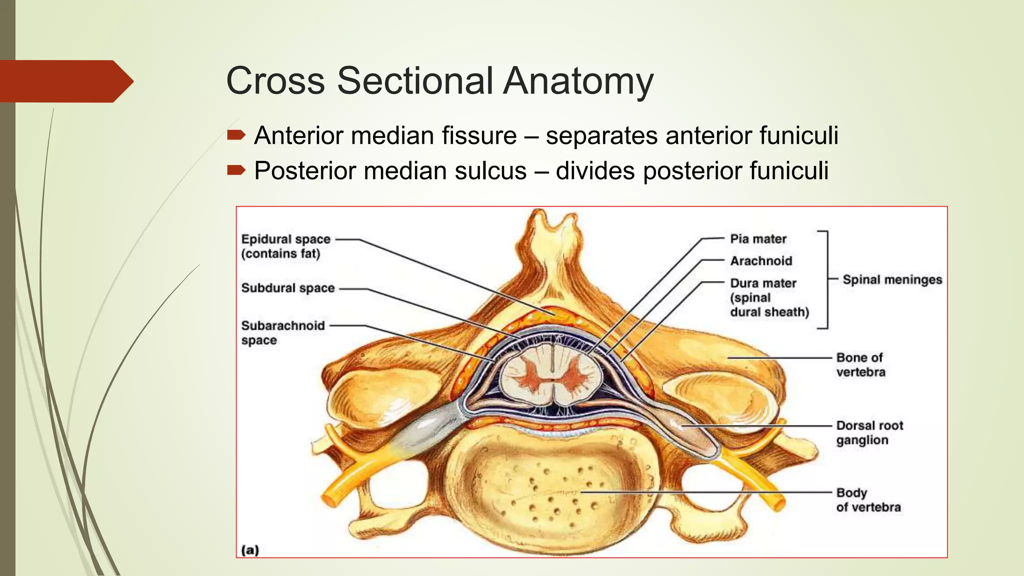 SPINAL CORD NEUROANATOMY BY Dr.Deepika.T | PPTX