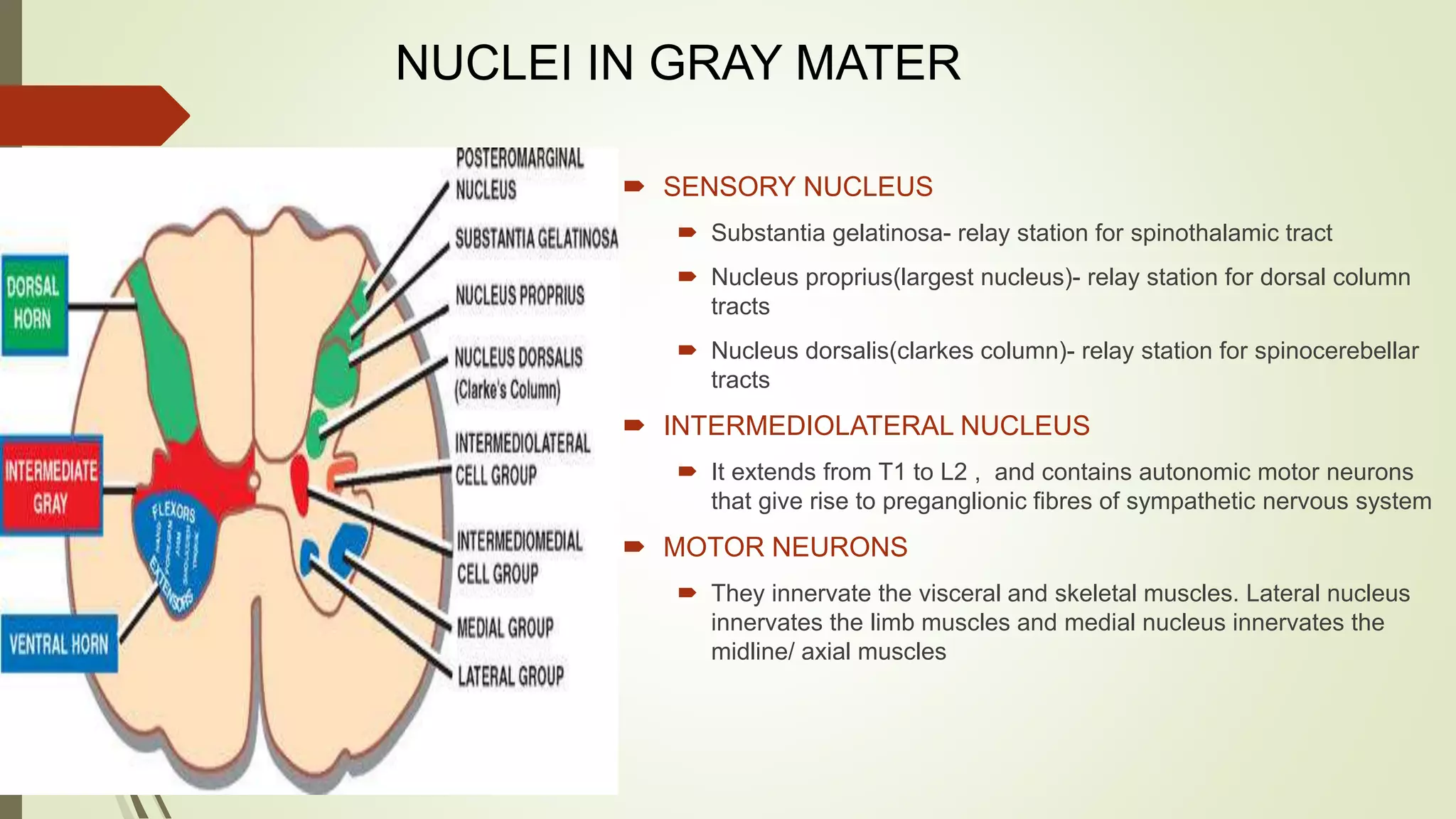 SPINAL CORD NEUROANATOMY BY Dr.Deepika.T | PPTX