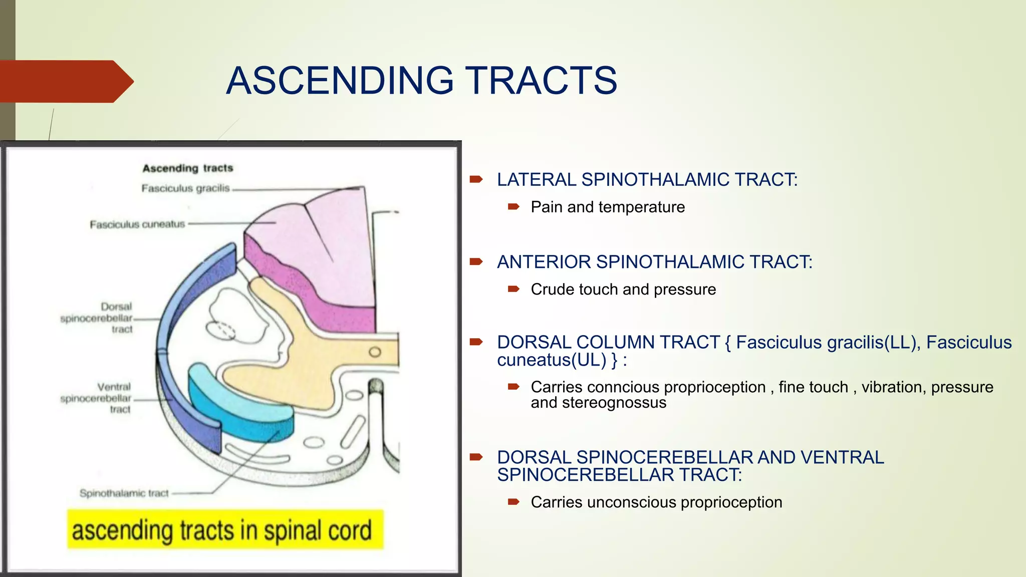 SPINAL CORD NEUROANATOMY BY Dr.Deepika.T | PPTX