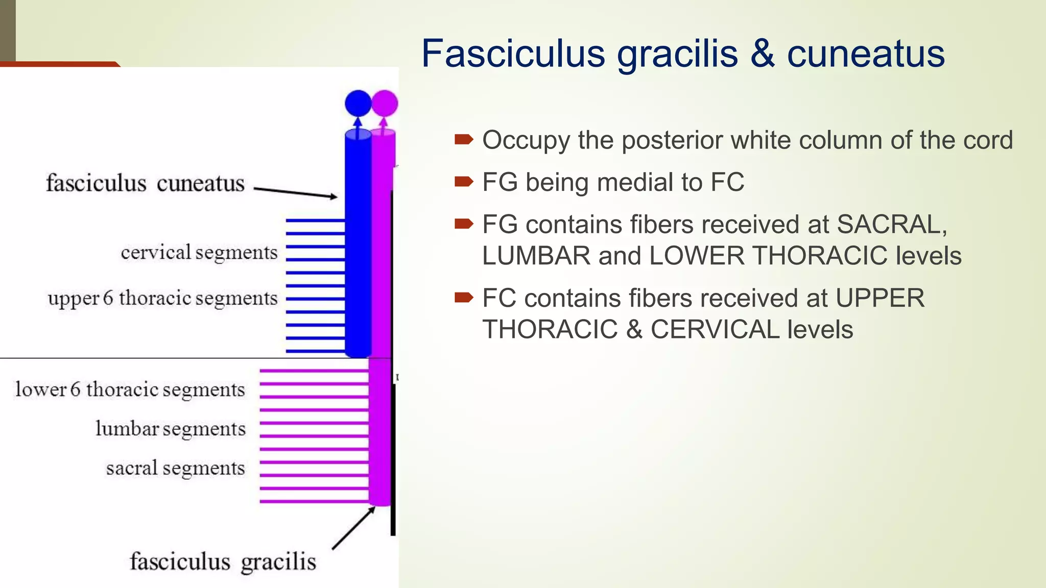 SPINAL CORD NEUROANATOMY BY Dr.Deepika.T | PPTX