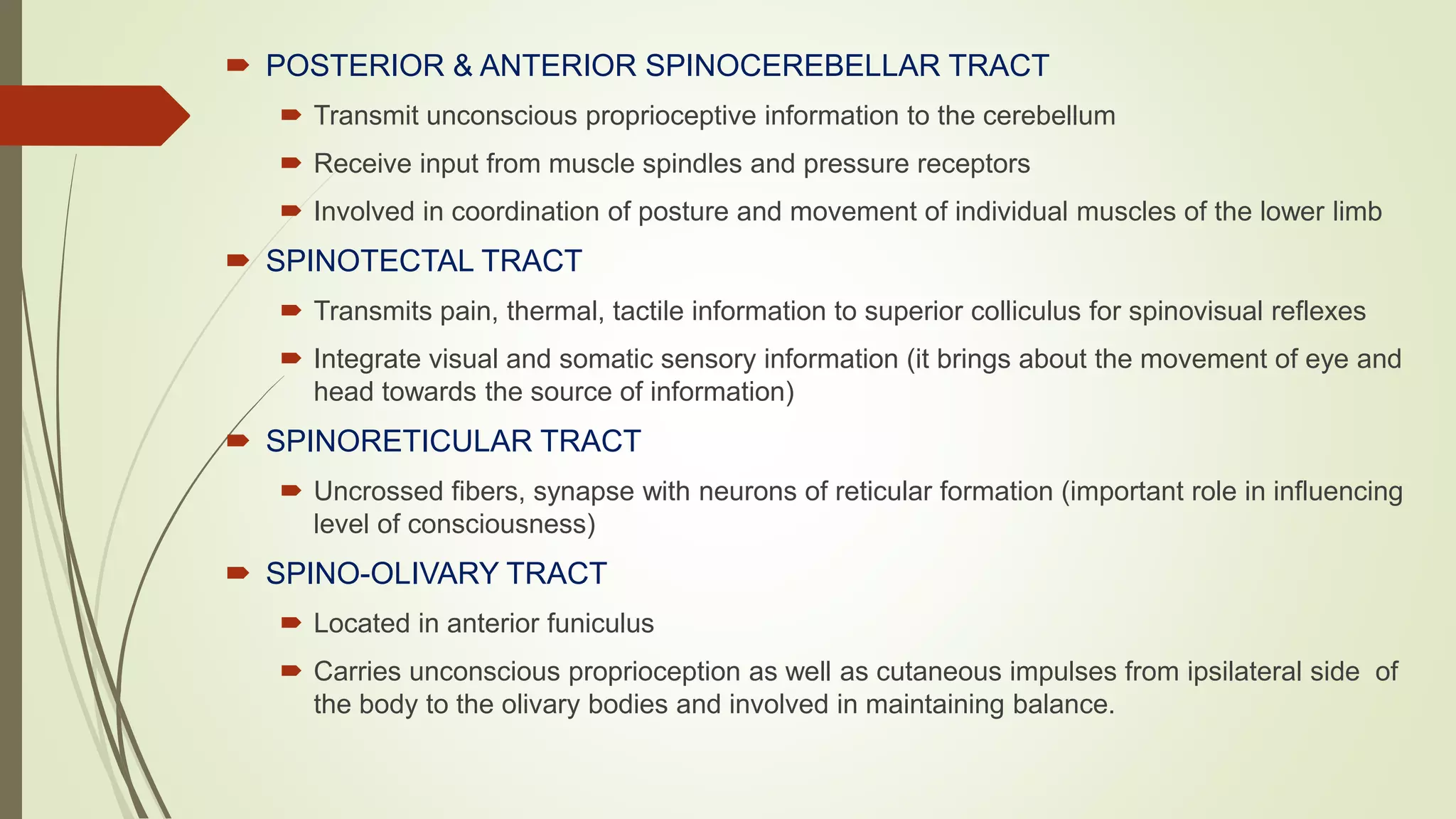 SPINAL CORD NEUROANATOMY BY Dr.Deepika.T | PPTX