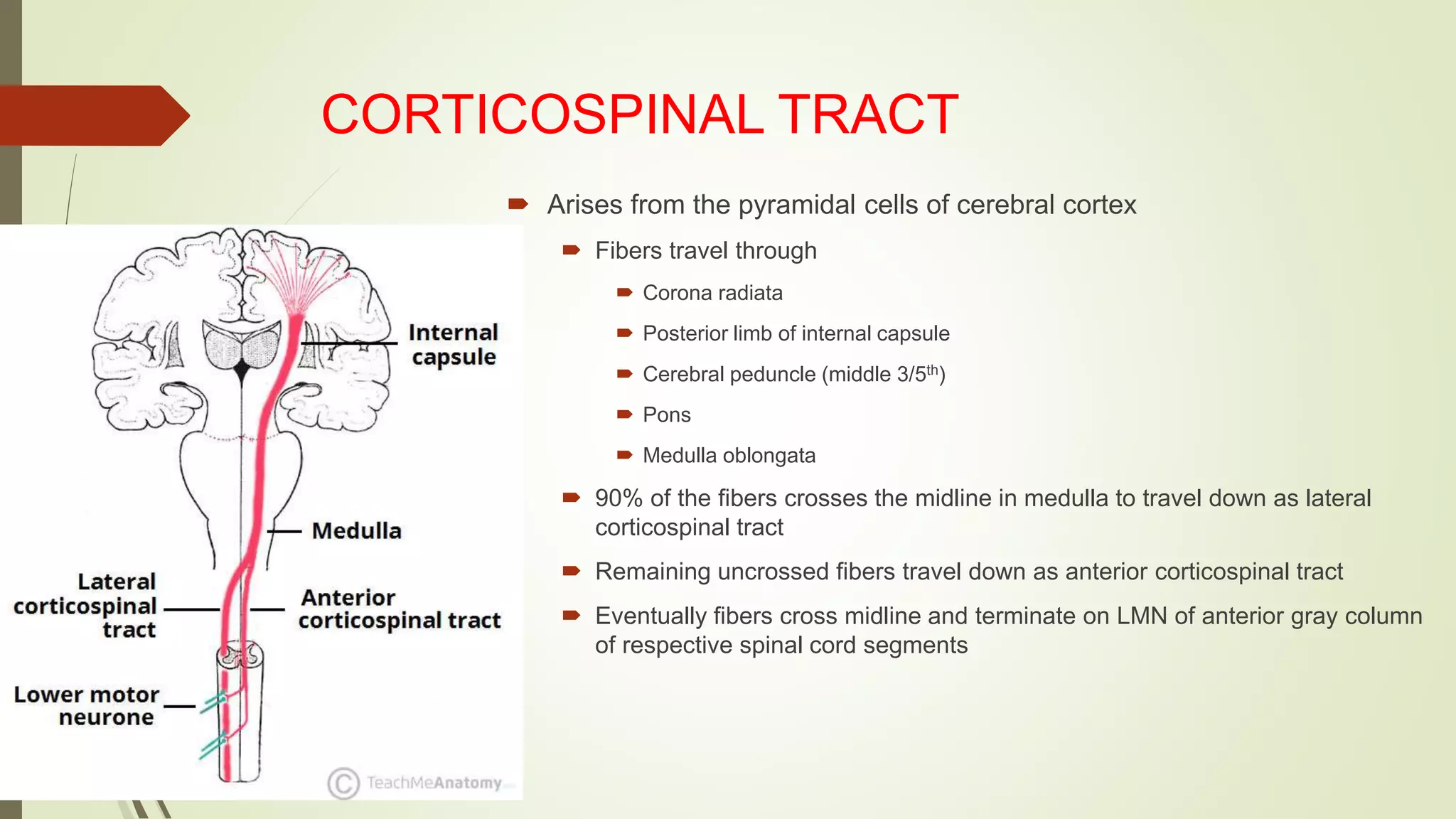 SPINAL CORD NEUROANATOMY BY Dr.Deepika.T | PPTX