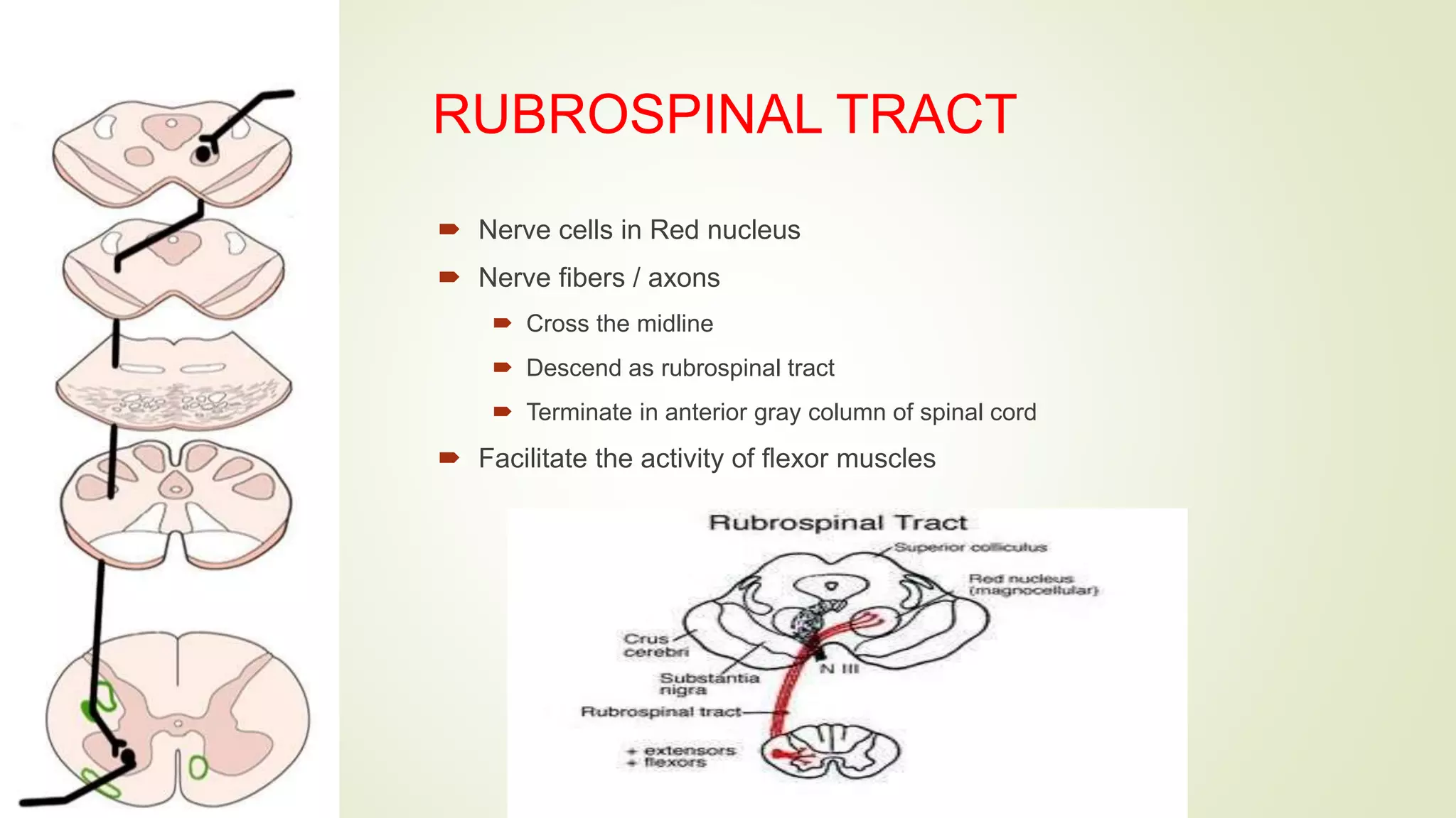 SPINAL CORD NEUROANATOMY BY Dr.Deepika.T | PPTX