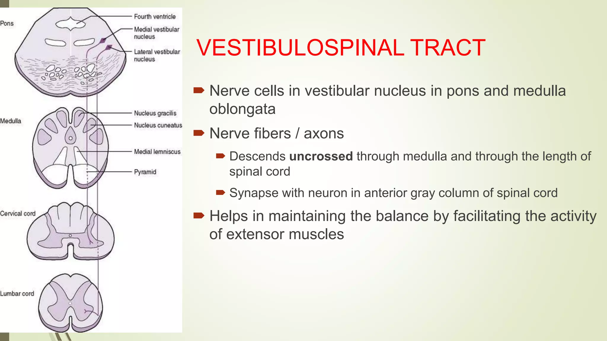 SPINAL CORD NEUROANATOMY BY Dr.Deepika.T | PPTX