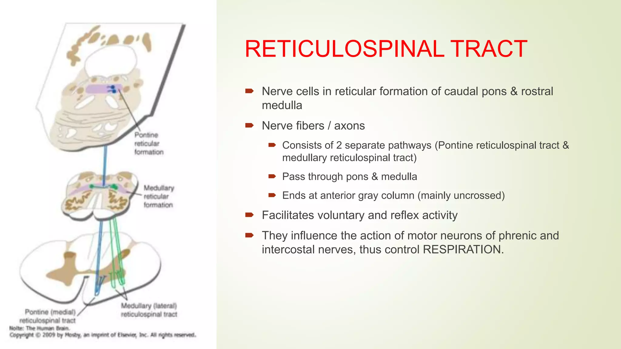 SPINAL CORD NEUROANATOMY BY Dr.Deepika.T | PPTX
