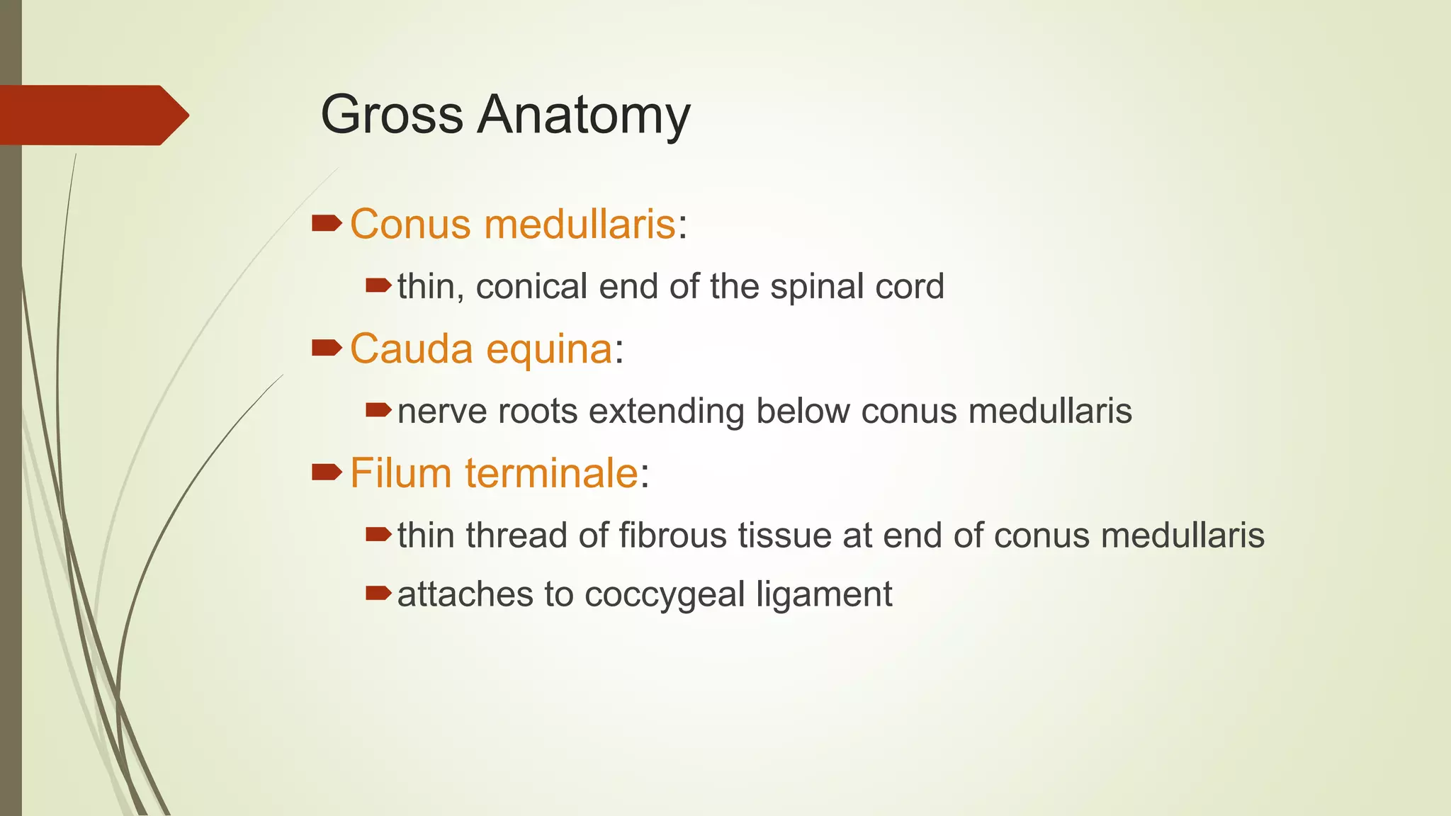 SPINAL CORD NEUROANATOMY BY Dr.Deepika.T | PPTX