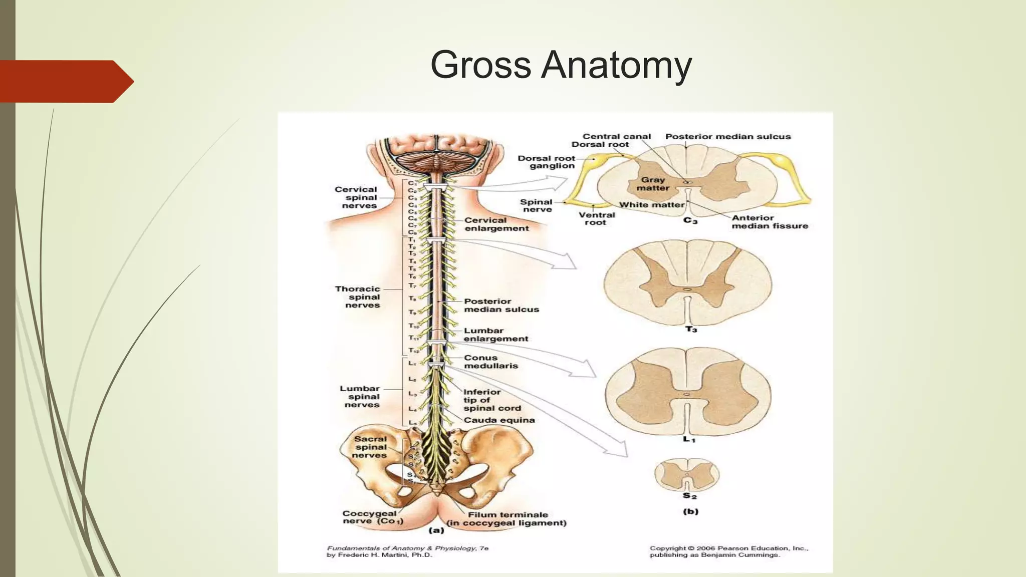 SPINAL CORD NEUROANATOMY BY Dr.Deepika.T | PPTX