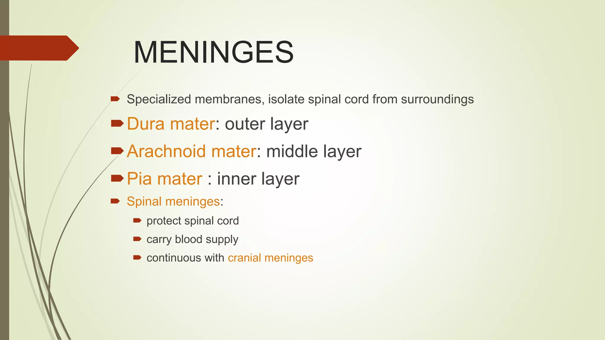 SPINAL CORD NEUROANATOMY BY Dr.Deepika.T | PPTX