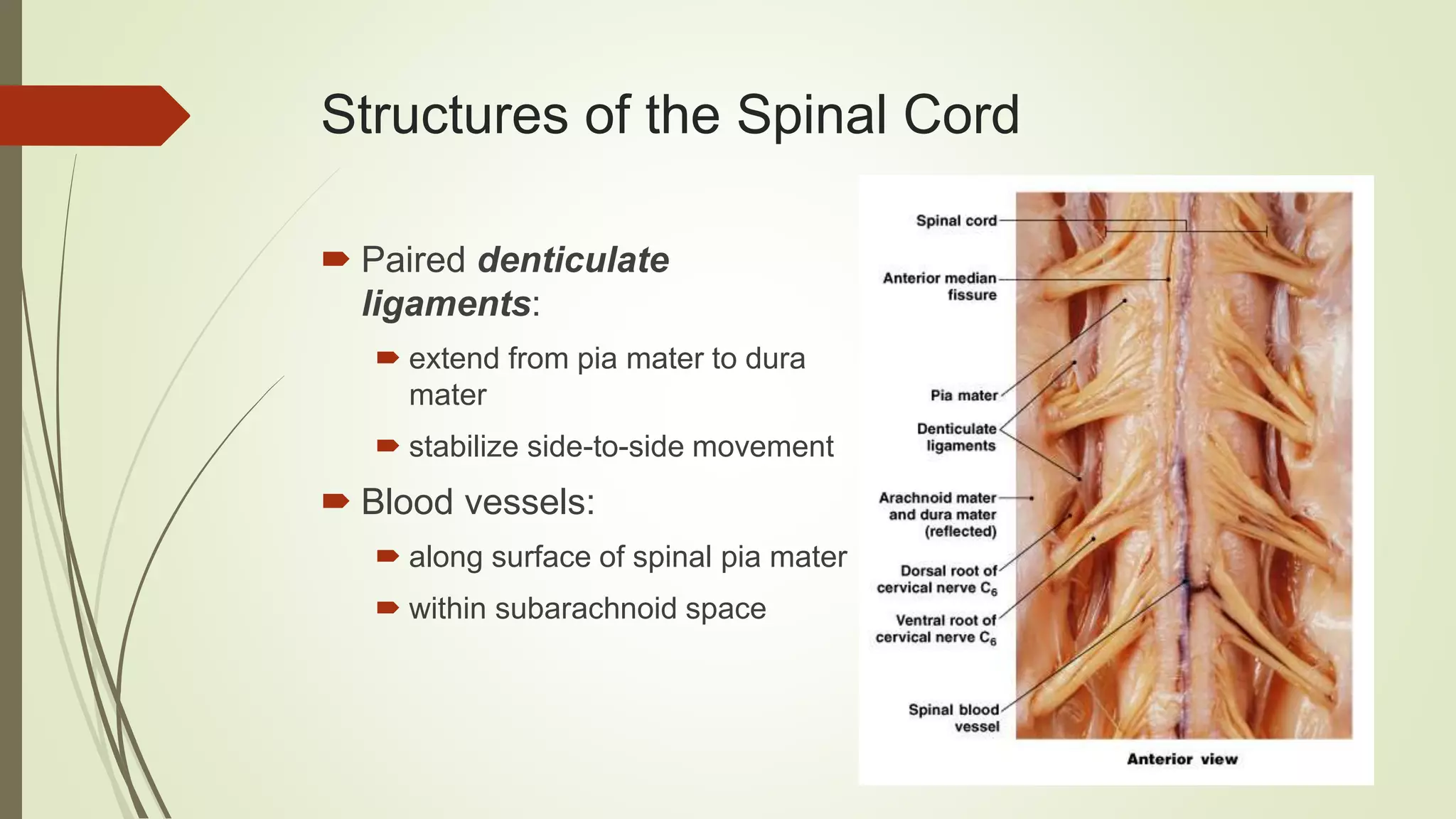 SPINAL CORD NEUROANATOMY BY Dr.Deepika.T | PPTX
