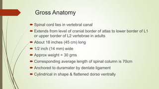 SPINAL CORD NEUROANATOMY BY Dr.Deepika.T | PPTX