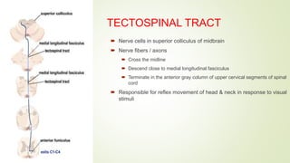 SPINAL CORD NEUROANATOMY BY Dr.Deepika.T | PPTX