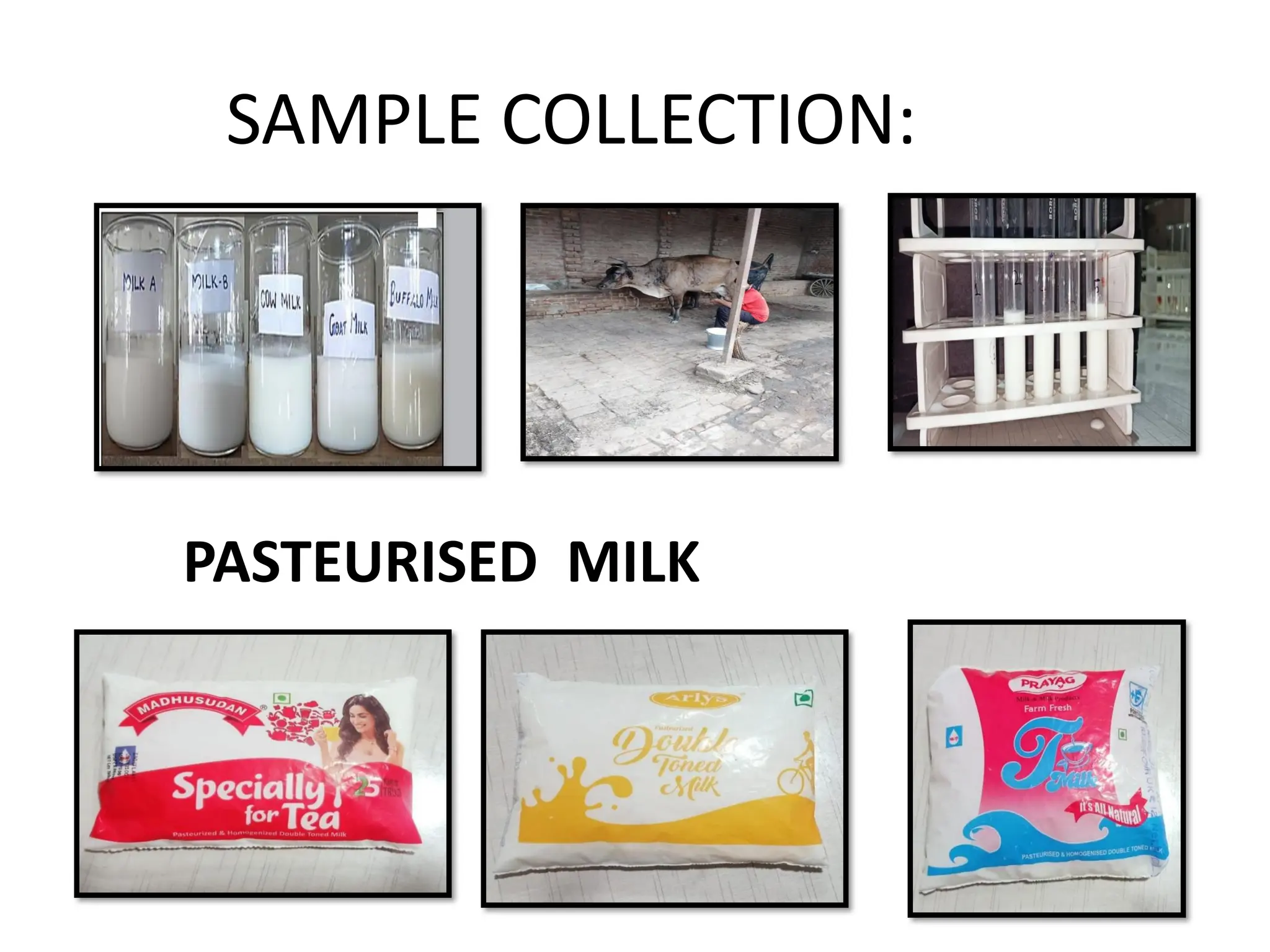 Pathogenic /Nonpathogenic Bacteria | PPT