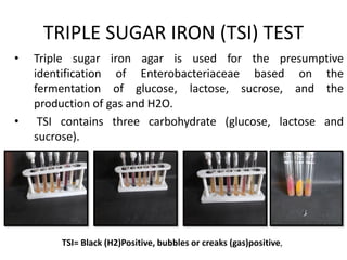Pathogenic /Nonpathogenic Bacteria | PPT