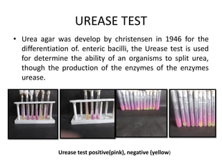 Pathogenic /Nonpathogenic Bacteria | PPT
