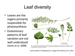Leaf traits of Ficus: an evolutionary prespective | PPTX