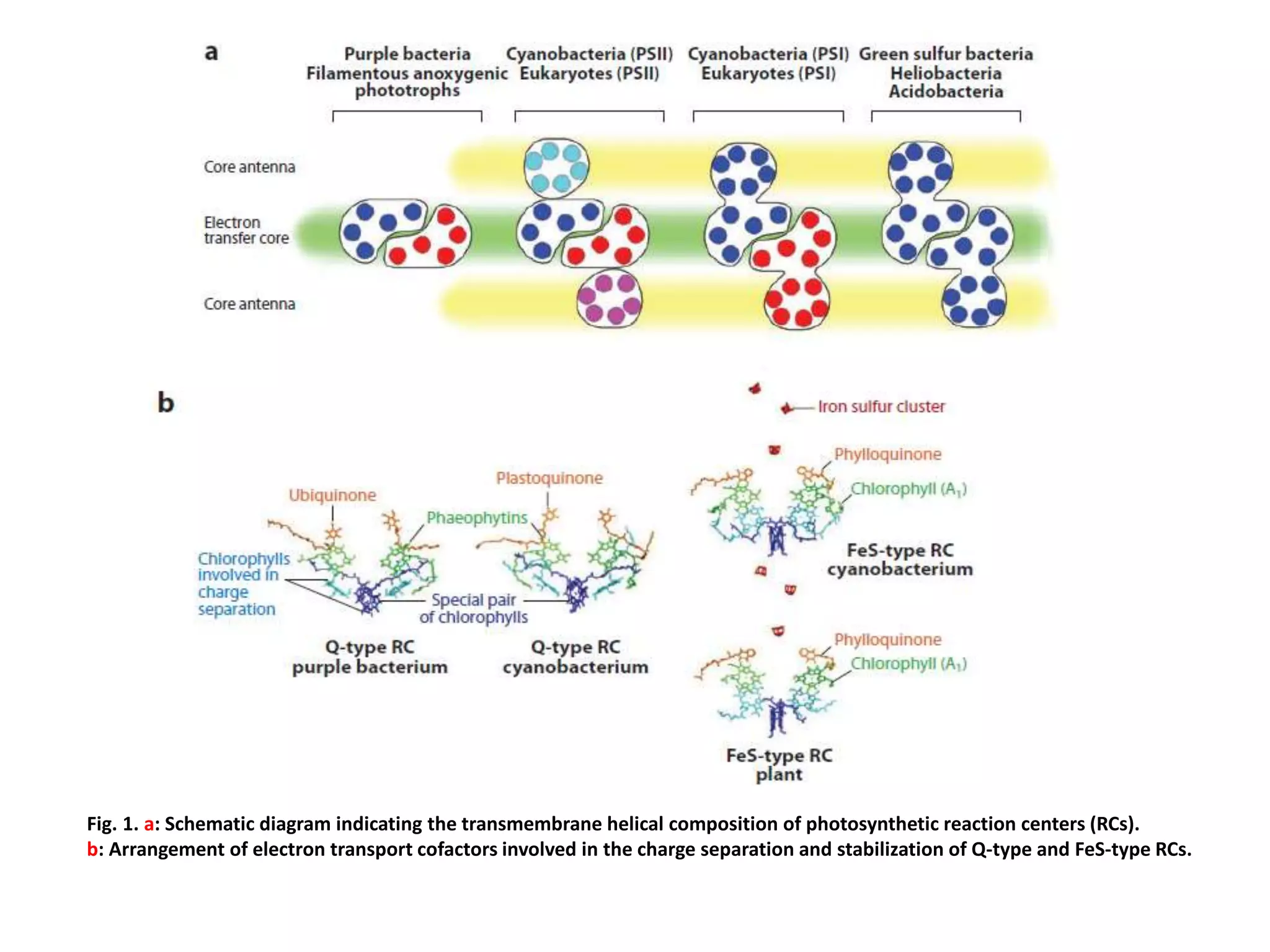 Evolution of photosynthesis | PPTX