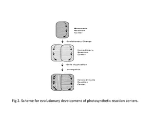 Evolution of photosynthesis | PPTX