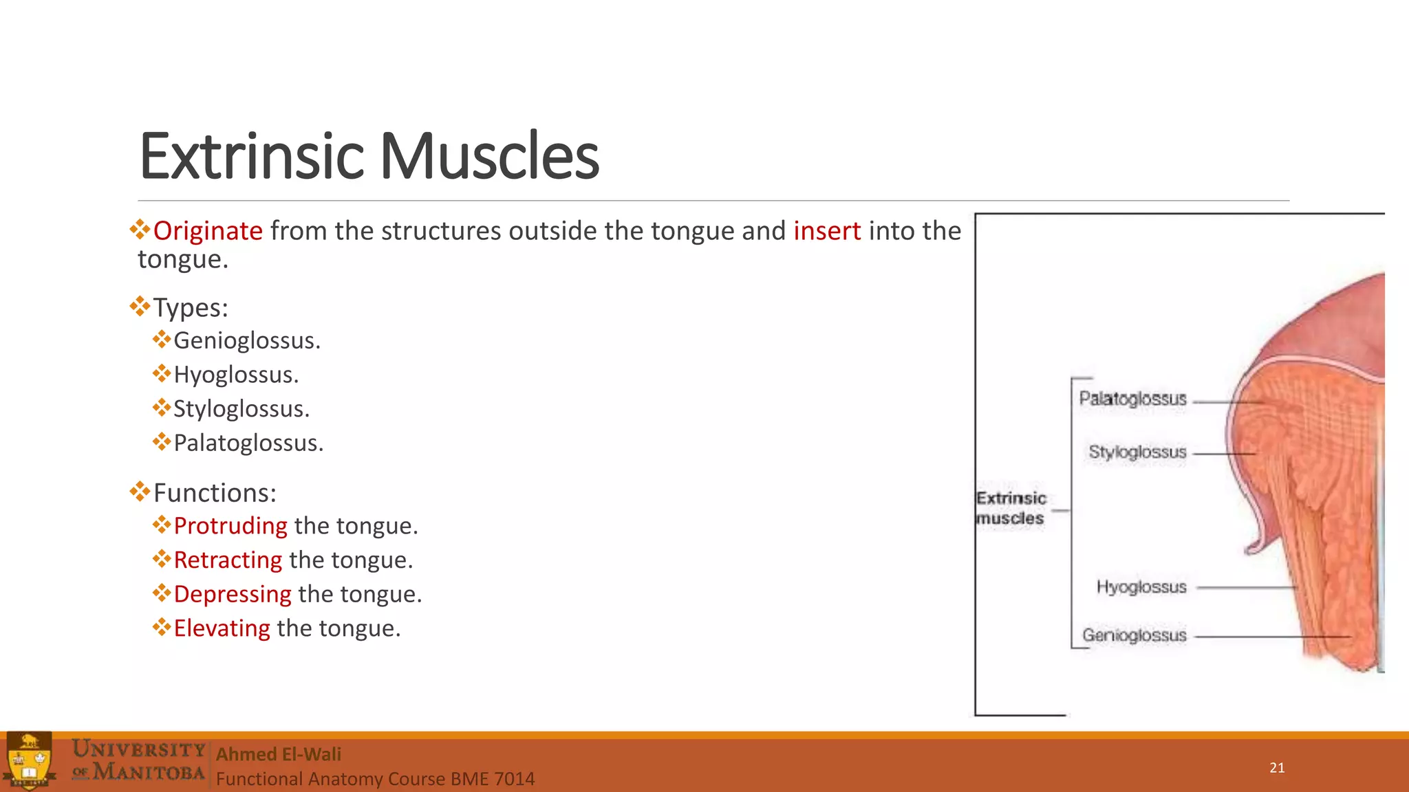 Tongue Anatomy | PPTX